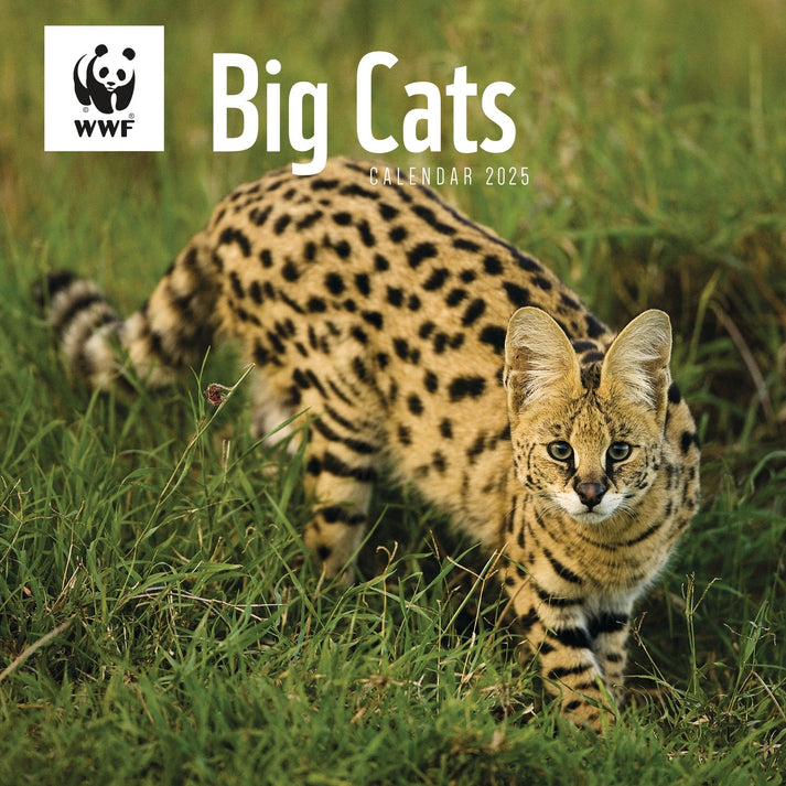 WWF, Big Cats (PFP) Wall Calendar 2025 – Calendar and Diary